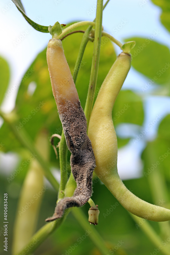 Mass of Botrytis cinerea spores on an infected snap bean pod. Fungal ...