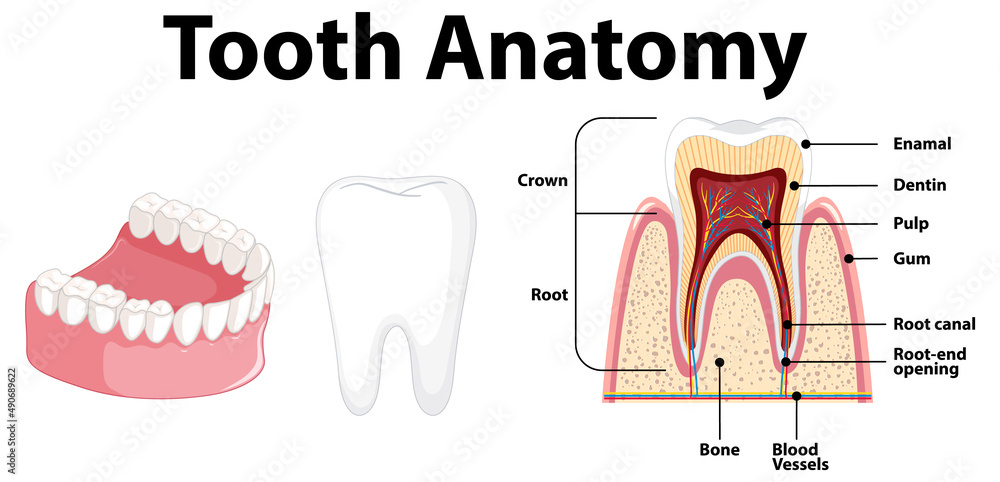 Infographic of human in dental science tooth anatomy Stock Vector ...