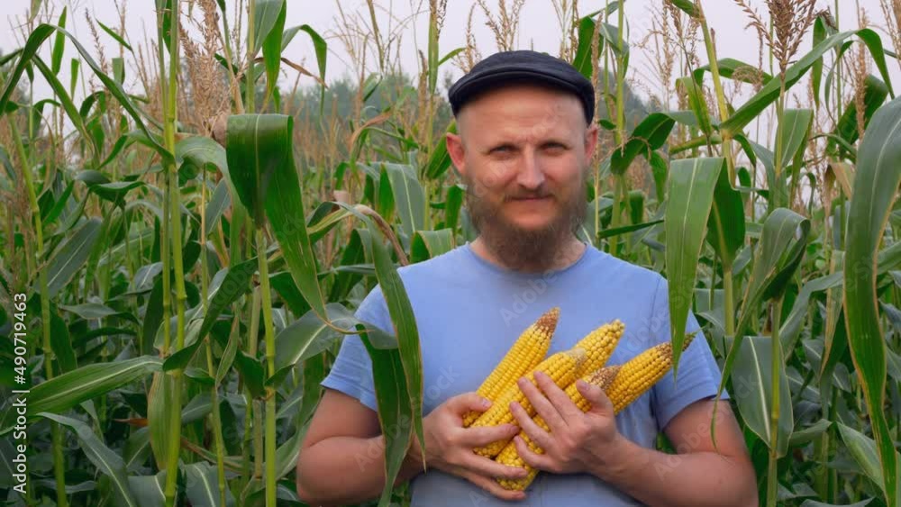 Profession farmer plant grower, the farmer stands in a corn field with ...