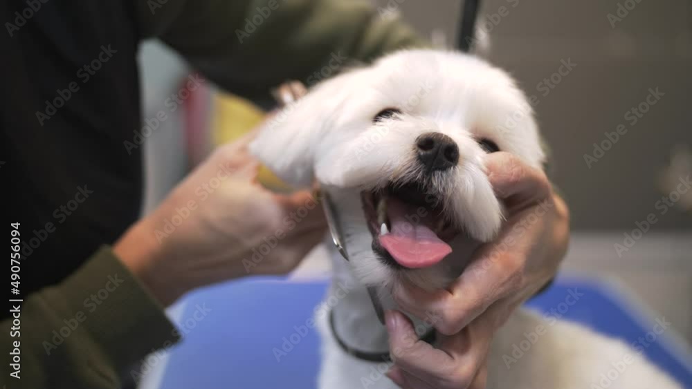The hands of a professional groomer trim the hair on the muzzle of a ...