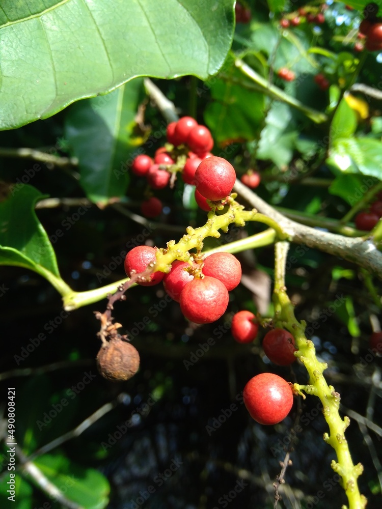 Antidema thwaitesianum (Also called Buah Buni) on the tree. Antidema ...