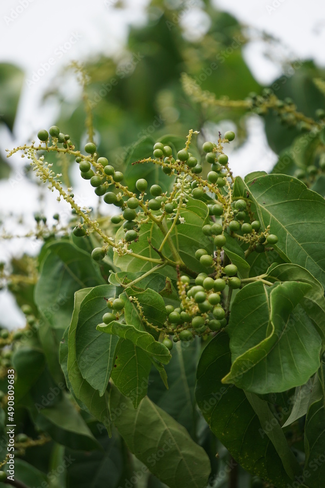 Antidema thwaitesianum (Also called Buah Buni) on the tree. Antidema ...