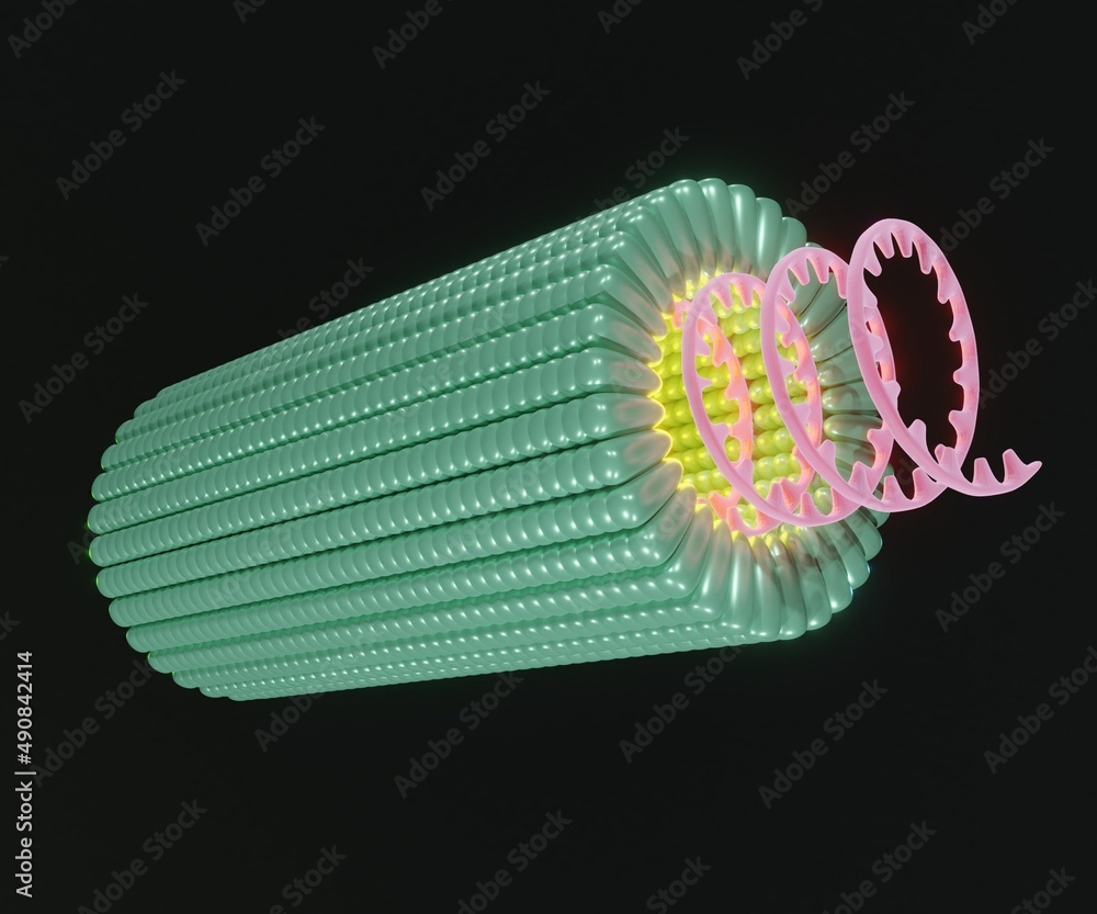 Tobacco mosaic virus is helical virus shape with RNA 3d rendered Stock ...