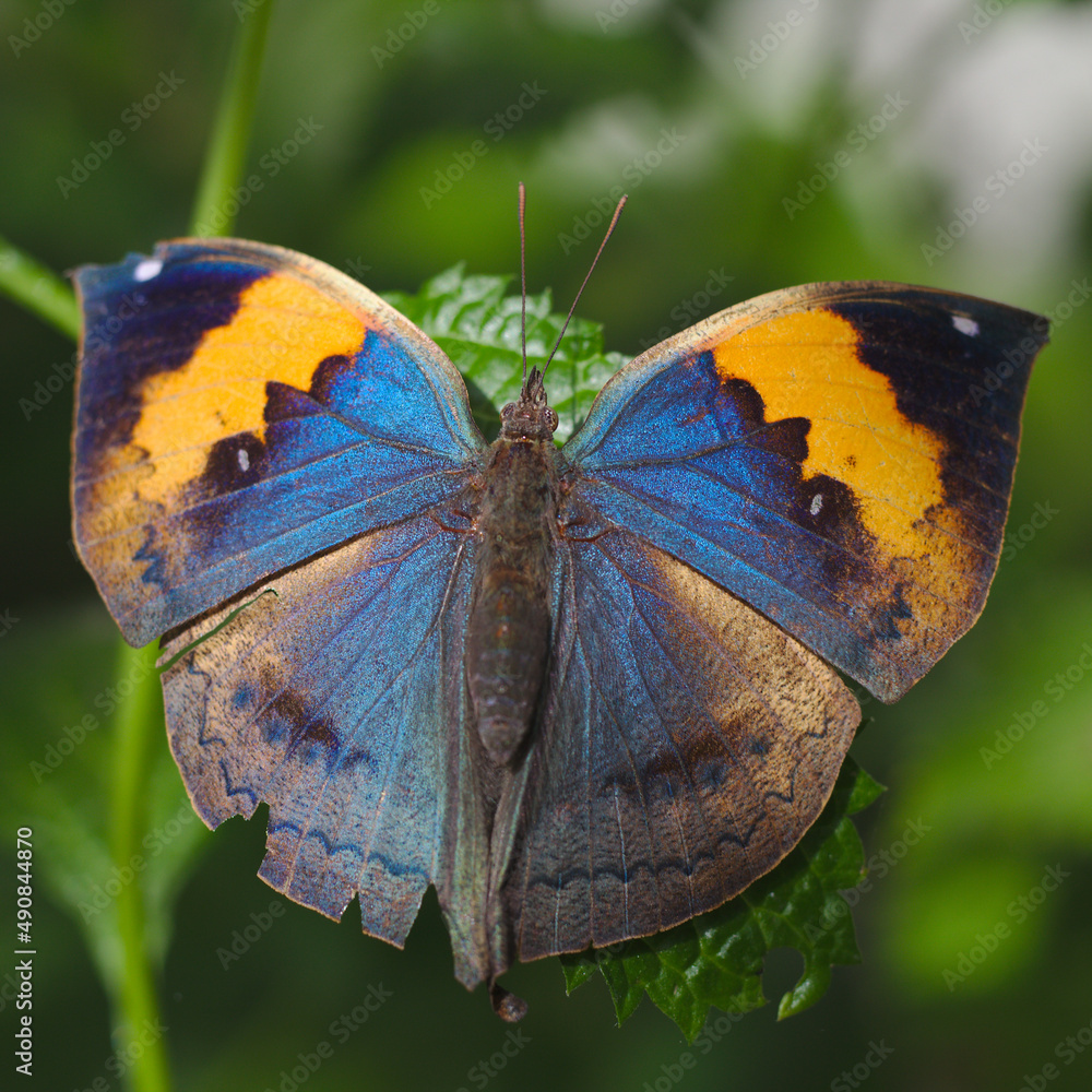 Papillon "Kallima inachus formosana" noir orange et bleu, vue dorsale ...