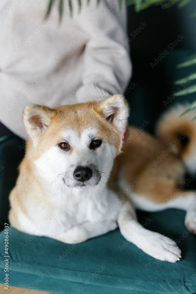 A portrait of a sad Akito dog. Sleepy Red dog lying in the room. The ...