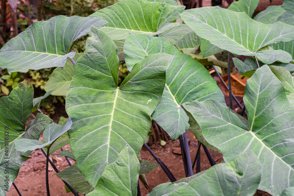 COLOCASIA ESCULENTA, COMMONLY KNOWN AS THE ELEPHANT EAR PLANT WHICH HAS ...