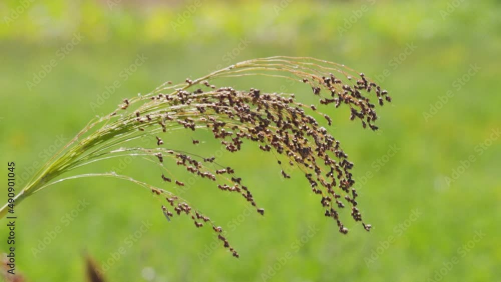 Growing proso millet in agriculture. Plant of Panicum Miliaceum ...
