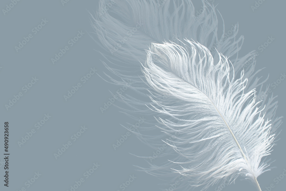 A delicate white feather on a blue background. Airy composition for the ...