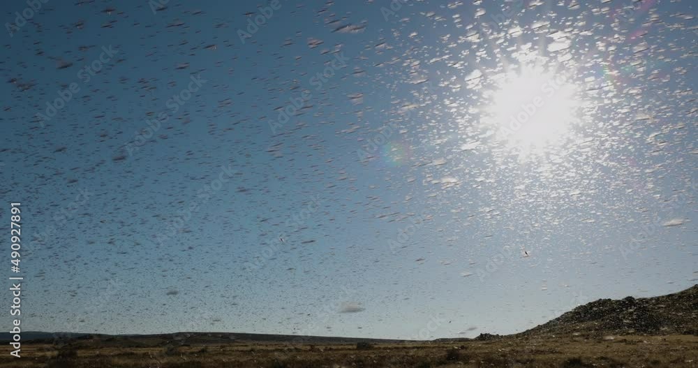 Slow motion.Millions of brown locust swarms flying against the sun ...
