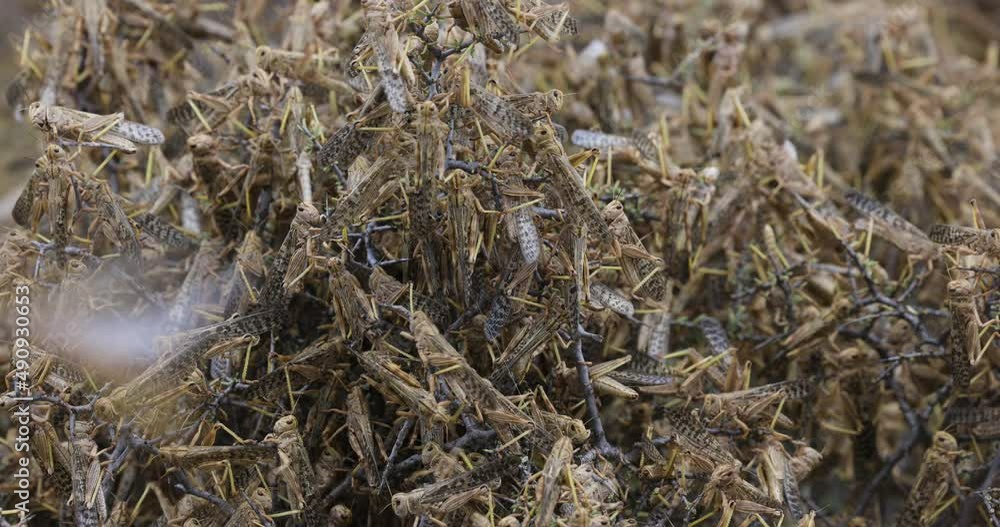 Close-up. Millions of brown locust swarms decimating crops in Africa ...