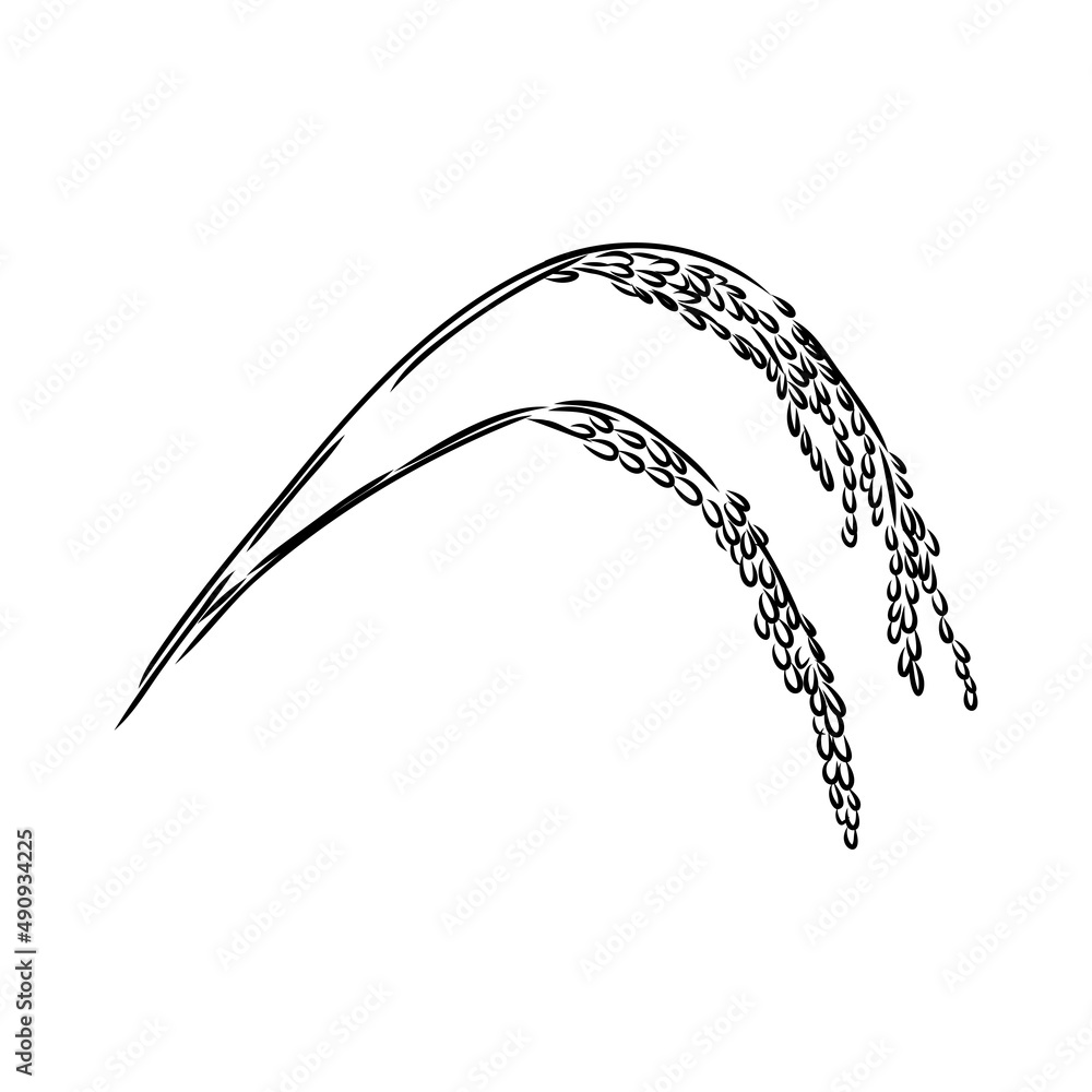 Rice set. Plant of rice and rice field hand drawn vector illustration ...