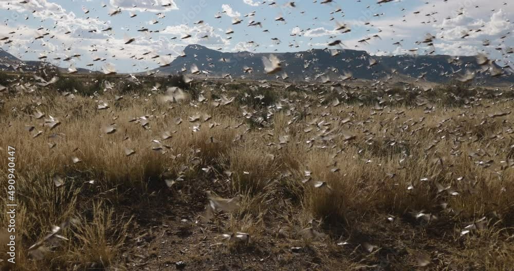 Millions of brown locust swarms decimating crops in Africa linked to ...