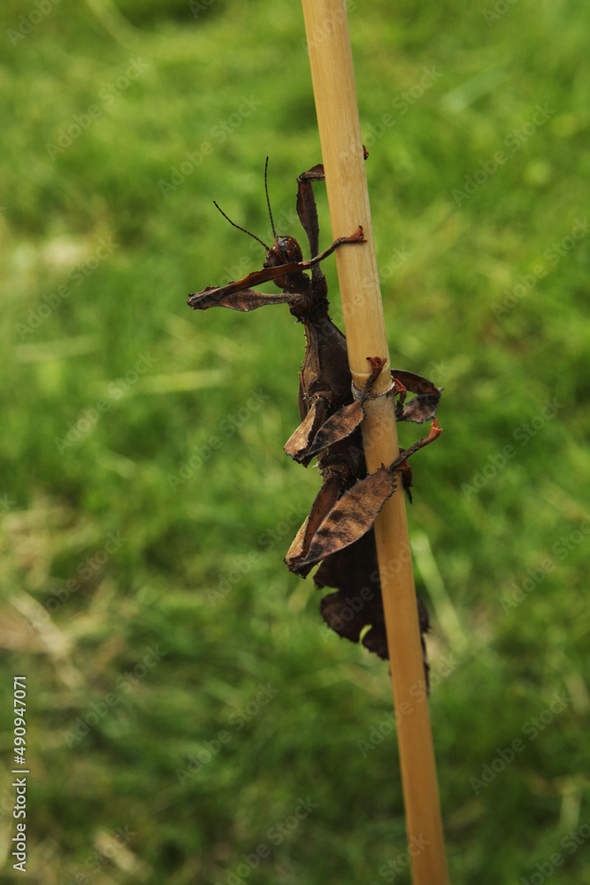 xtatosoma tiaratum, commonly known as the spiny leaf insect, the giant ...