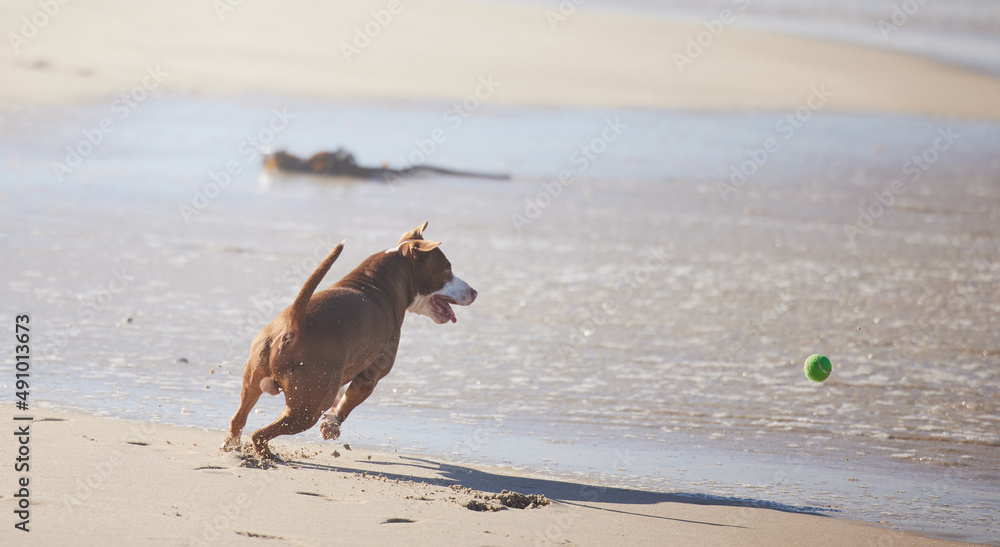 Even dogs deserve a breakaway from the big city. Shot of an adorable ...