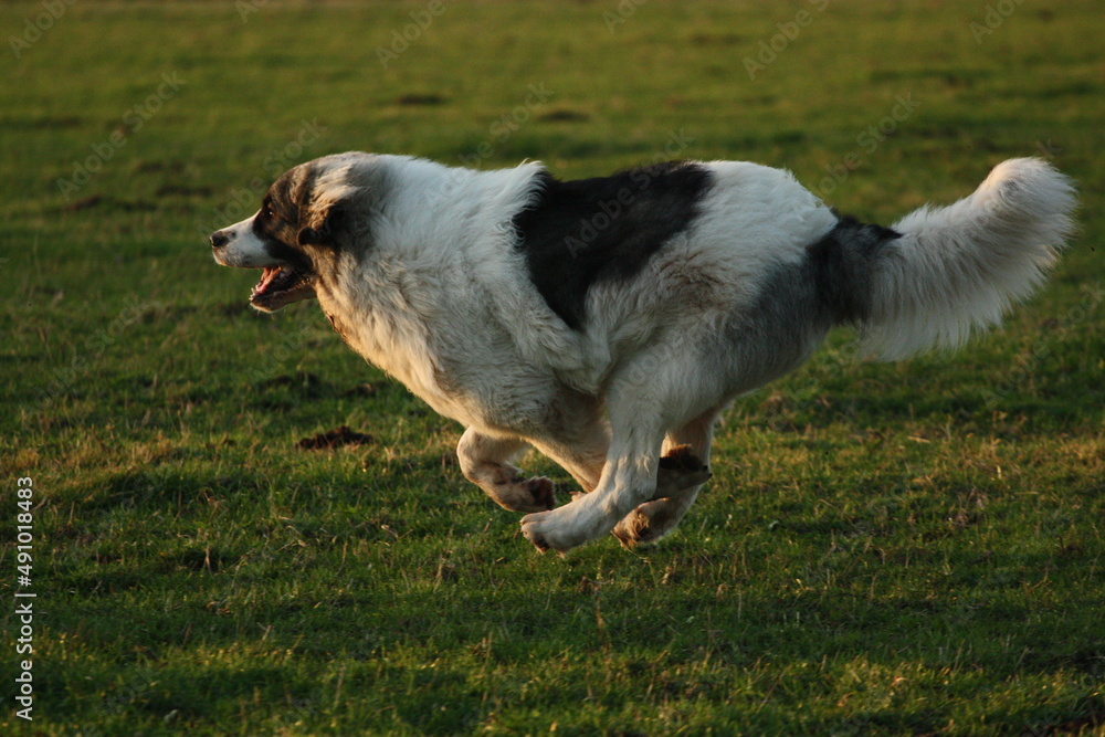 Pyrenean Mastiff running in the meadow. Stock Photo | Adobe Stock
