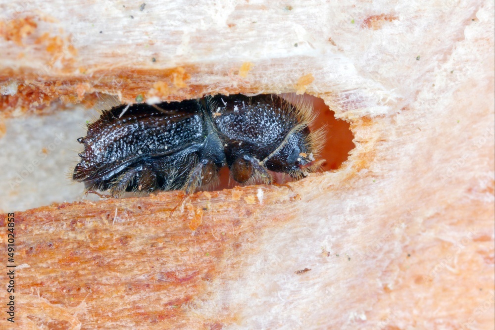 The European spruce bark beetle (Ips typographus), is a species of ...