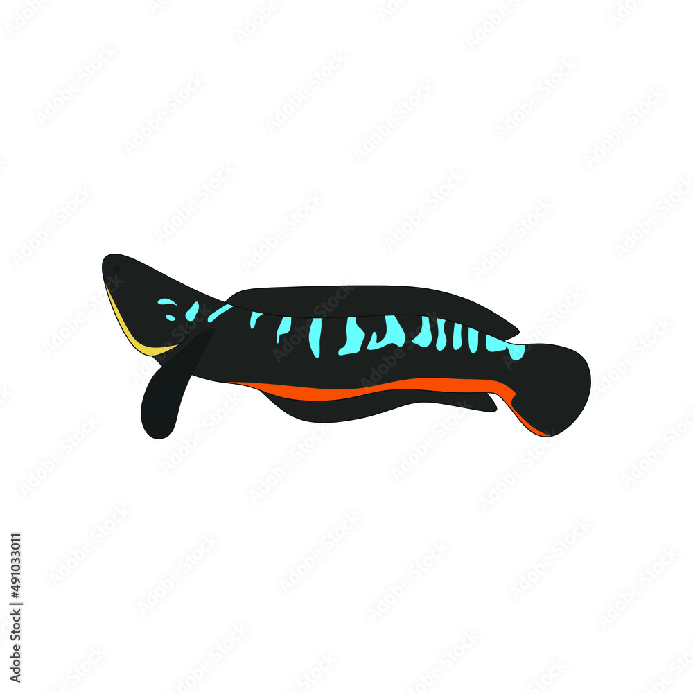 vector illustration of toman or snake head ornamental fish Stock Vector ...