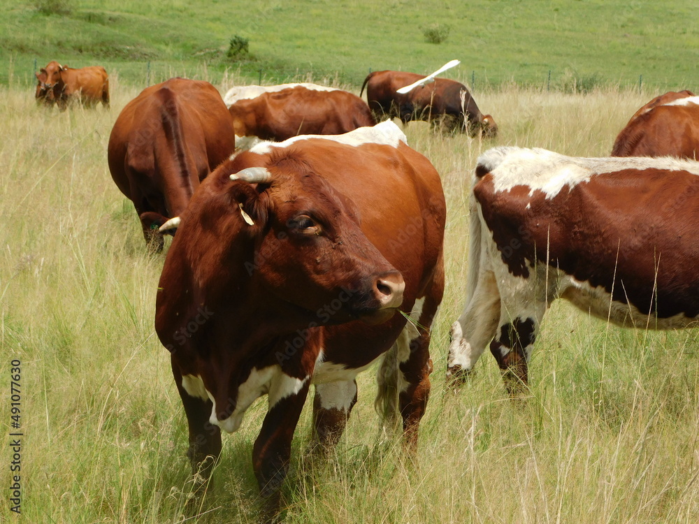 Fotografia do Stock: Closeup front view photograph of beautiful shiny ...