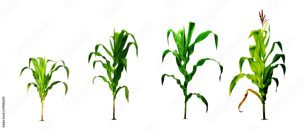 Corn growing process realistic illustration in flat design. Corn ...