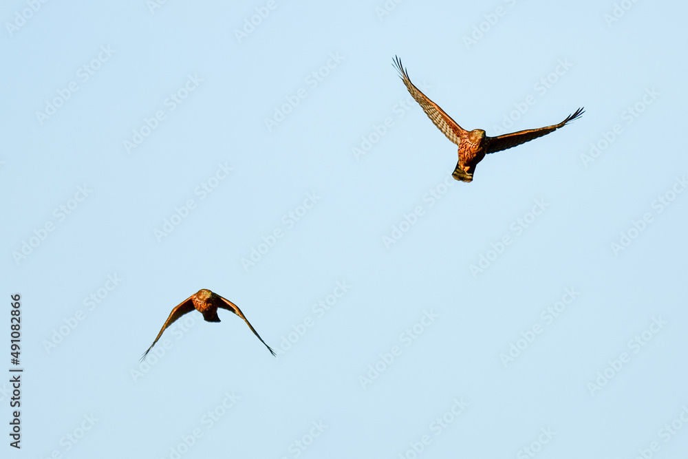Common buzzard (Buteo buteo) A large bird of prey with brown plumage ...