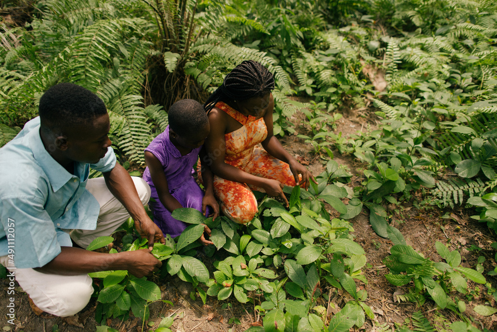 Portrait of a black african family of farmers attending to their crop ...