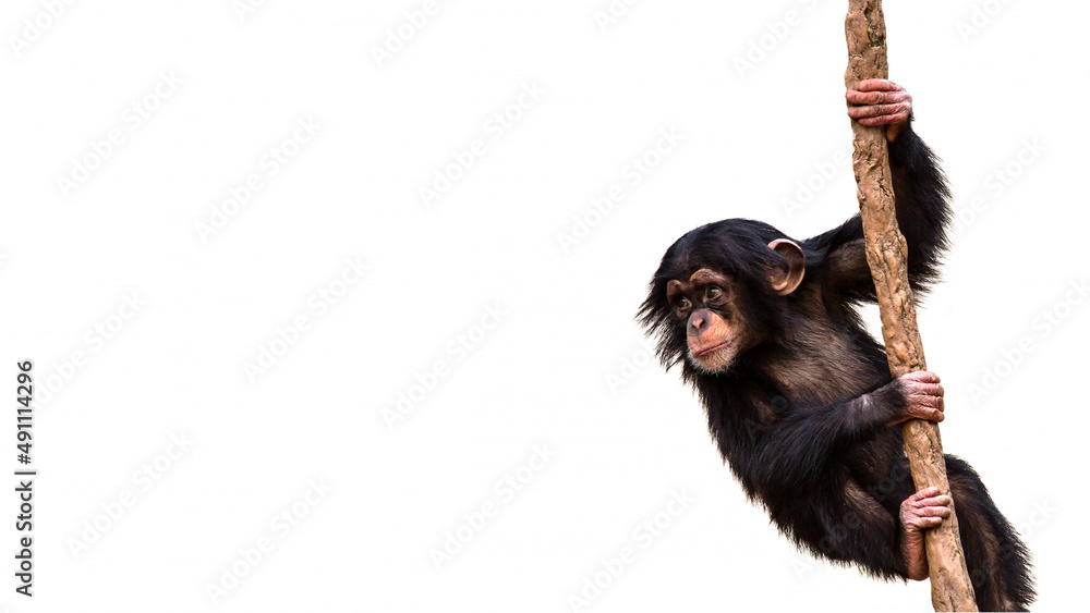 Poster Cute baby chimpanzee ape climbing a vine isolated on a white ...