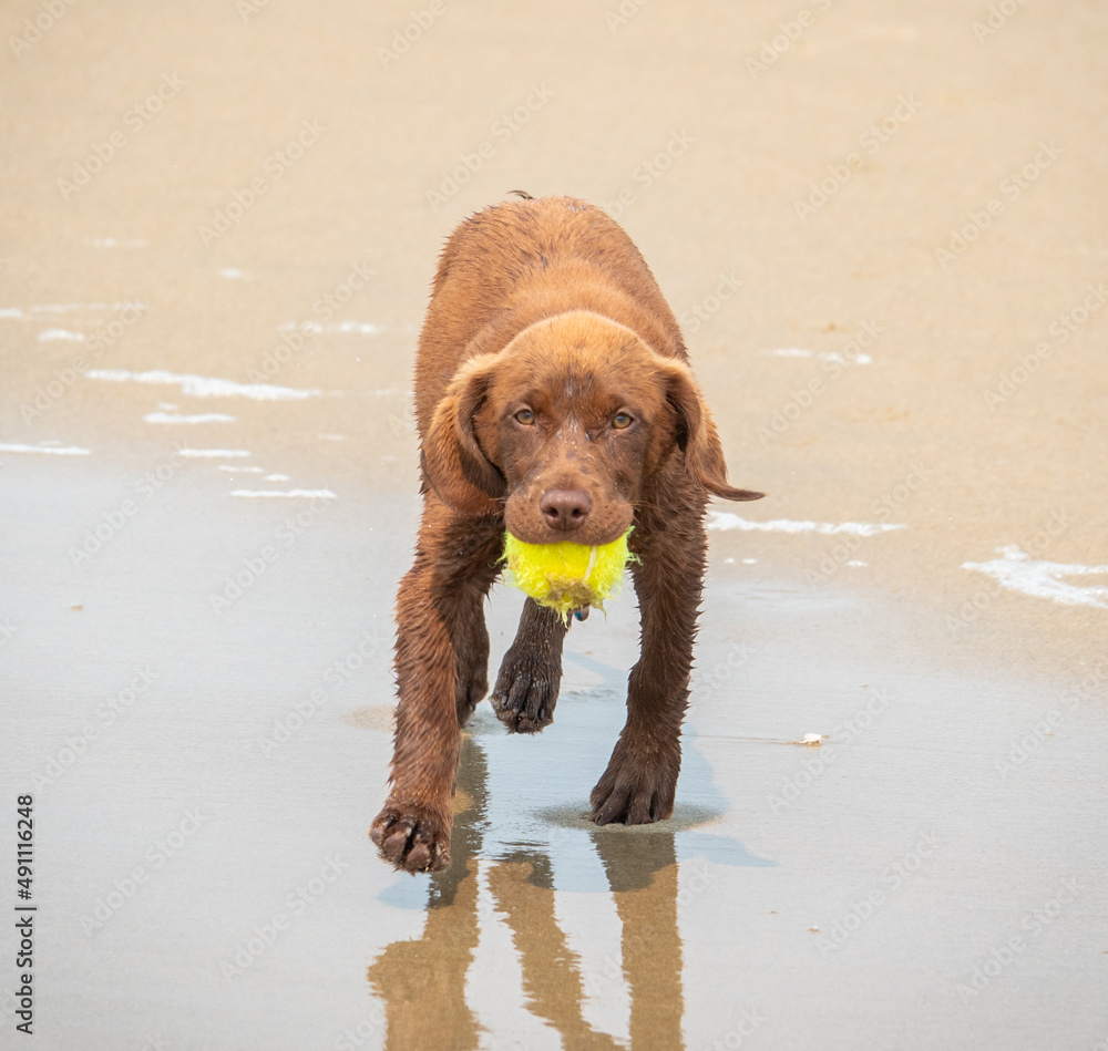 A Chocolate Labrador (Lab) puppy fetches a tennis ball at the dog ...