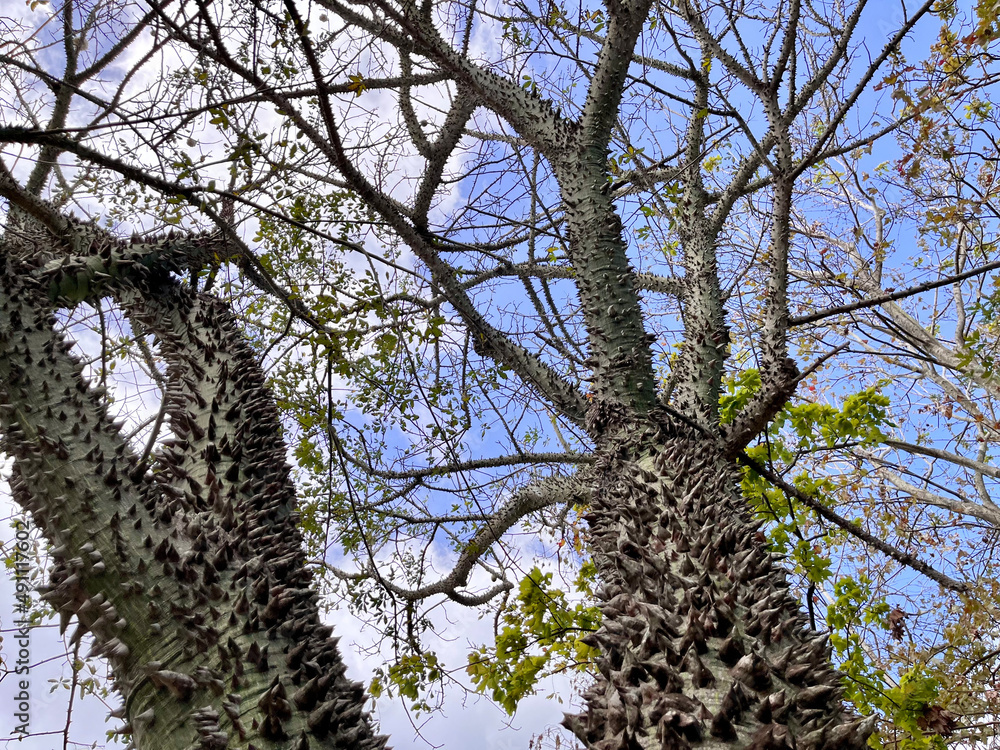 Silk floss tree, Ceiba speciosa, dangerous spiky prickly trunk, Mounts ...