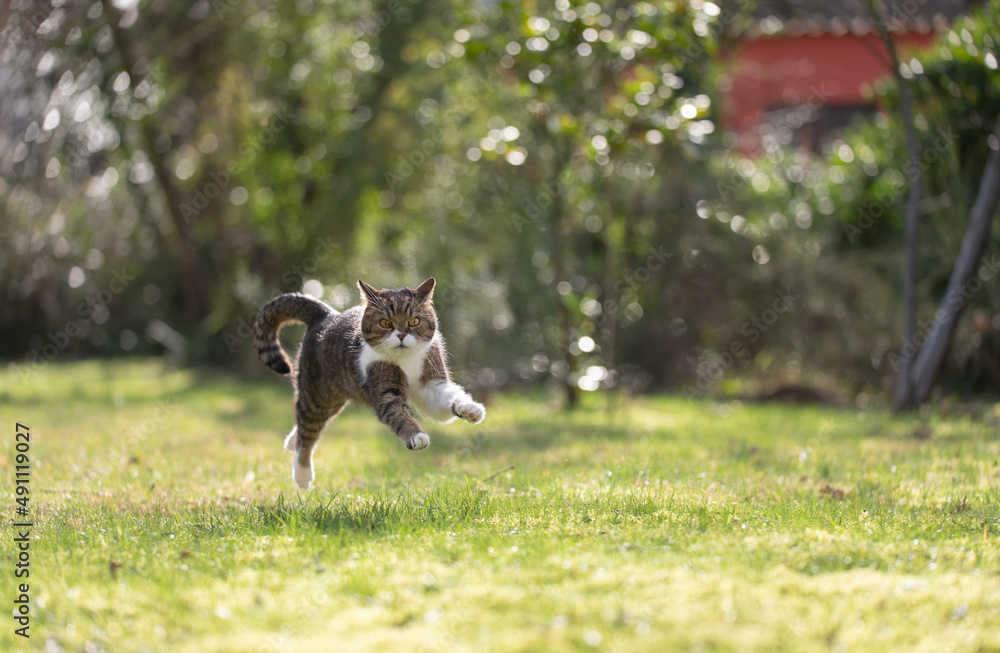 Cat Pouncing Towards Camera