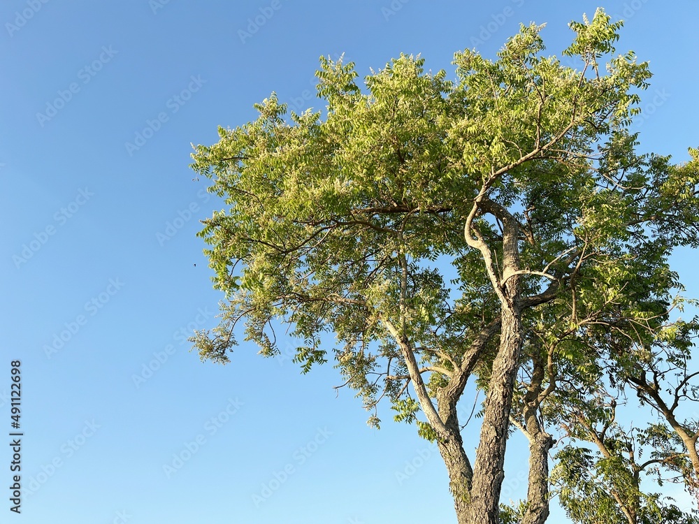 neem tree in nature garden Stock Photo | Adobe Stock