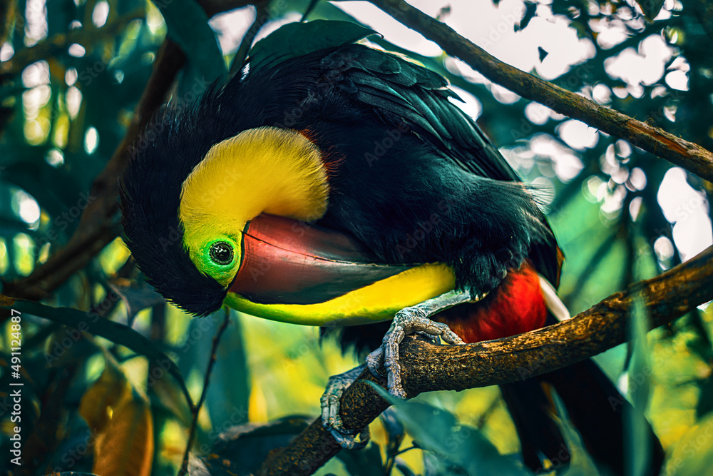 Tucán Stock Photo | Adobe Stock