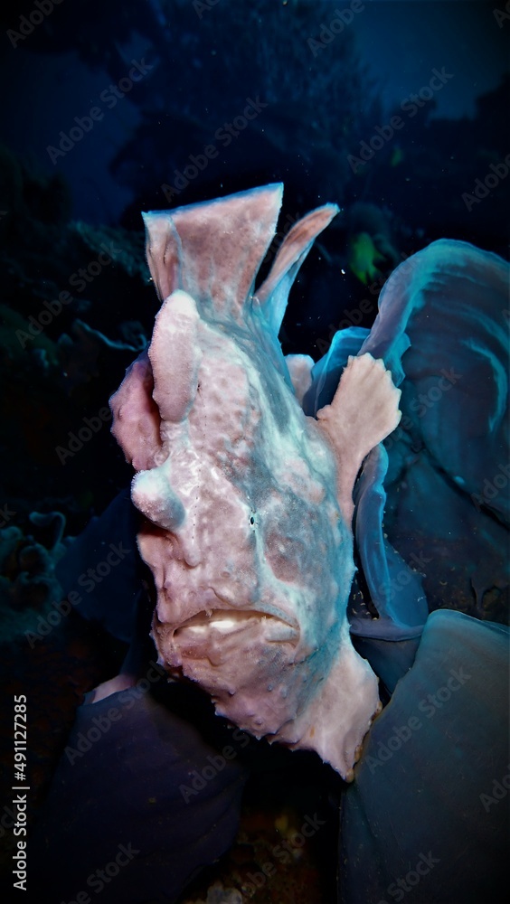 Frogfishes are any member of the anglerfish family Antennariidae, of ...