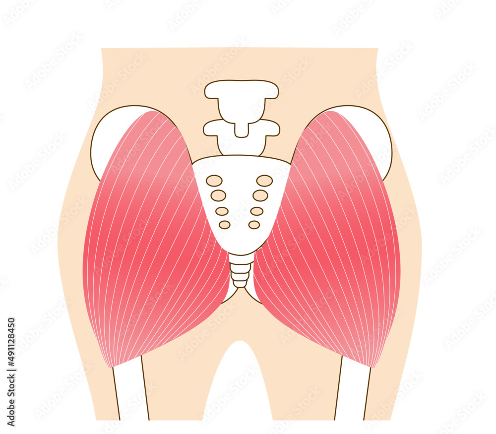 Main gluteal muscles of the buttocks: large gluteus . Stock Vector ...