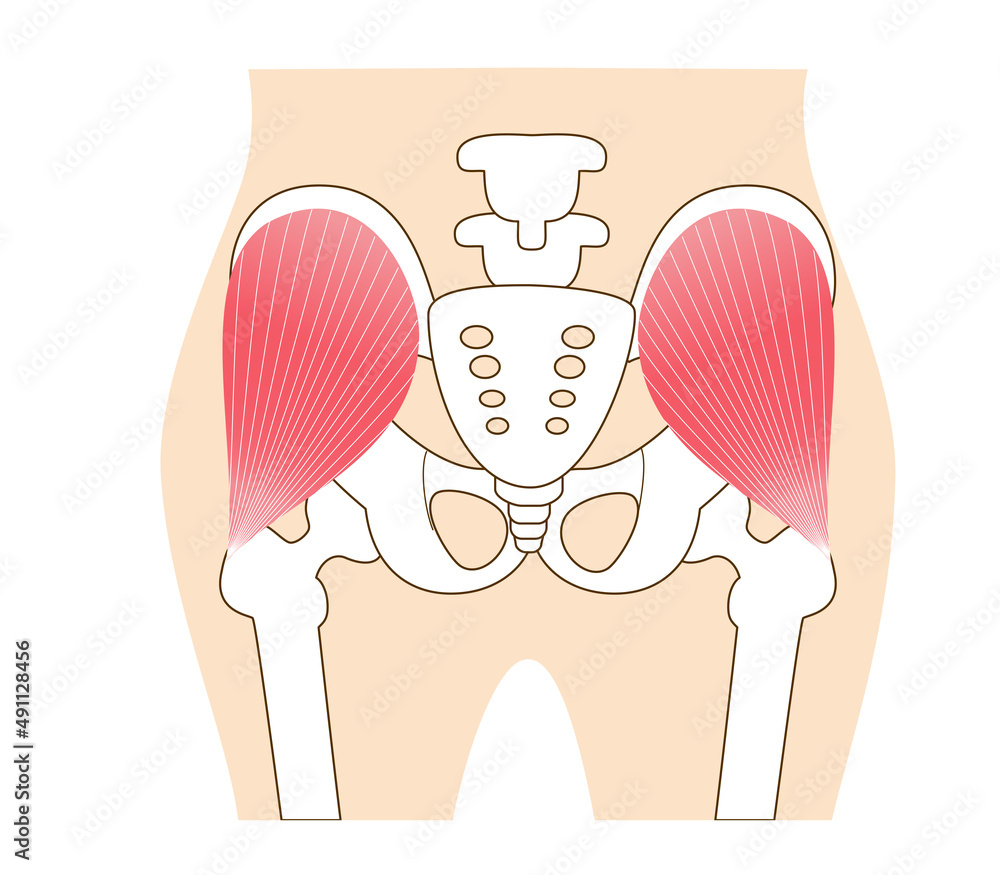 Main gluteal muscles of the buttocks: medius muscle, . Stock Vector ...