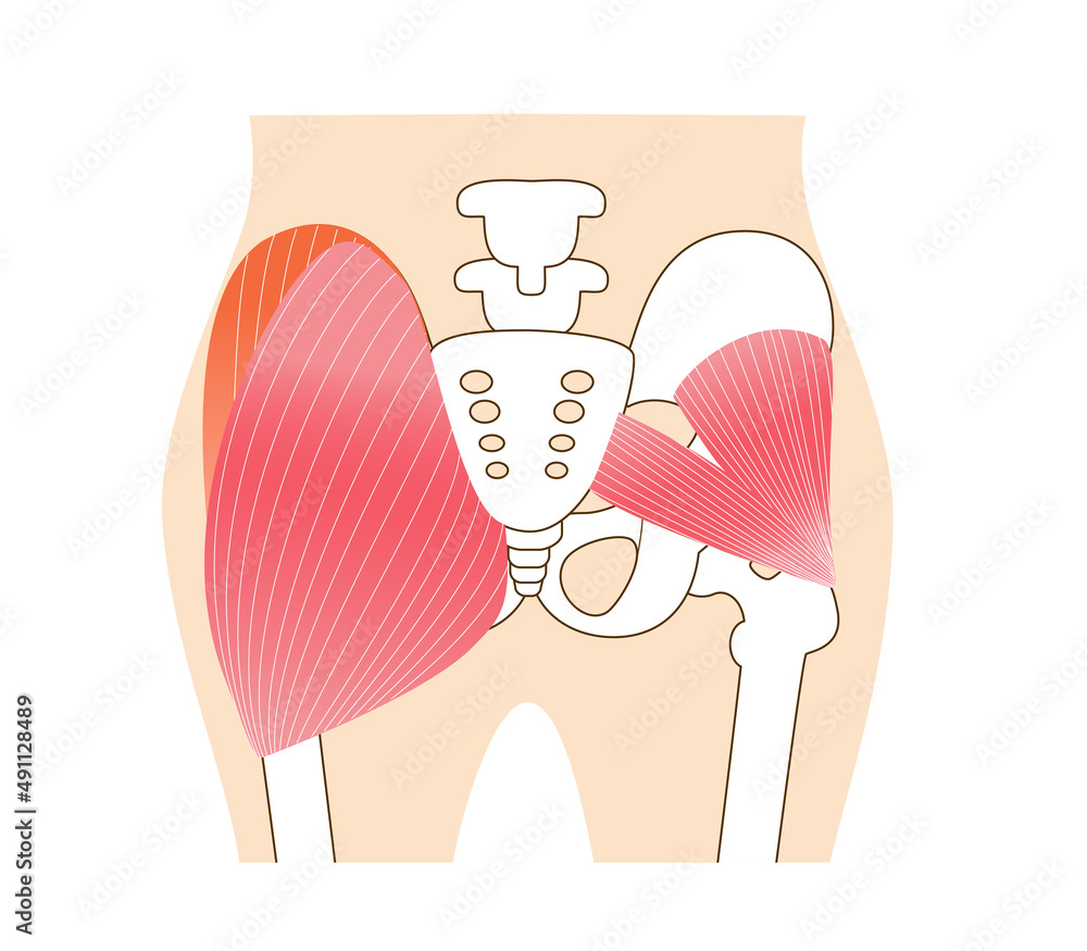 Main gluteal muscles of the buttocks: large gluteus medius, gluteus ...
