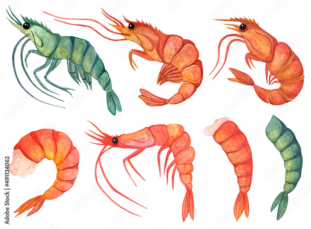 Fresh and cooked shrimp watercolor set. Hand drawn illustration ...