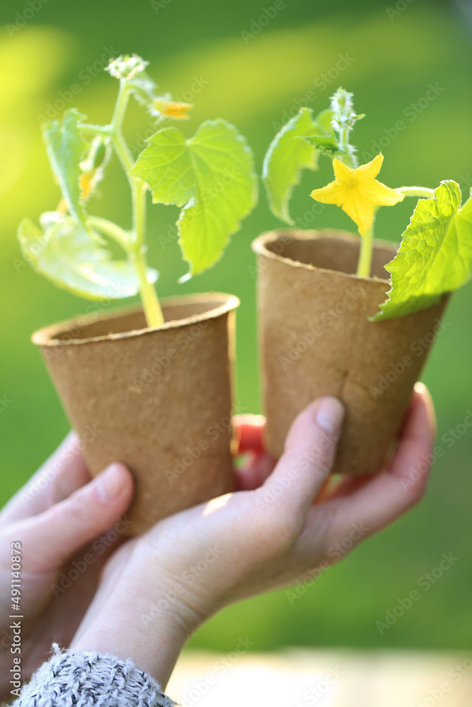 cucumbers seedlings in hand in a spring garden.plant growing and ...