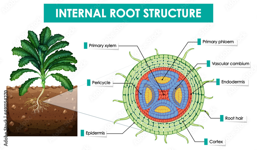 Diagram showing internal root structure Stock Vector | Adobe Stock
