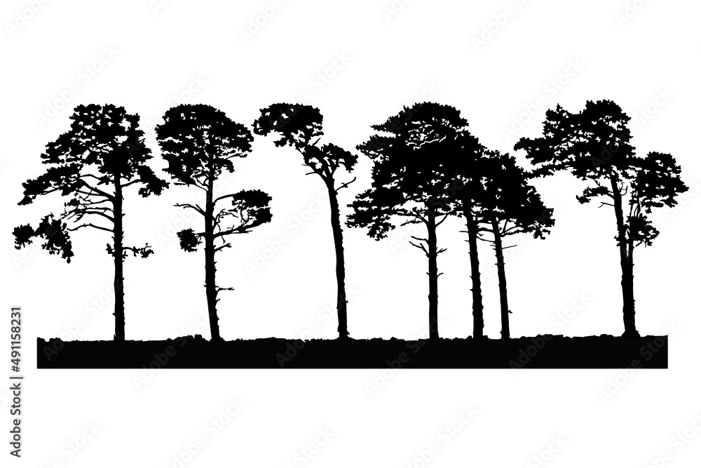 Trees silhouette isolated on white background. Pines or cedar landscape ...