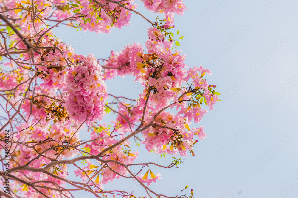Tabebuia rosea trees or Pink trumpet trees are in bloom along the road ...
