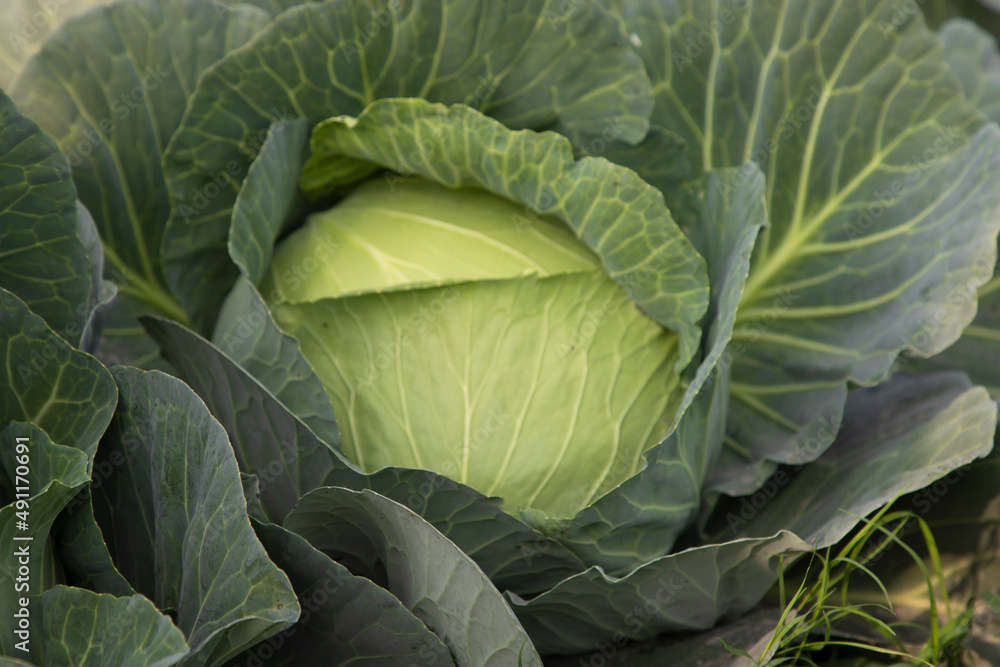 Organic farming of fresh green cabbage plantation. vegetarian cabbage ...