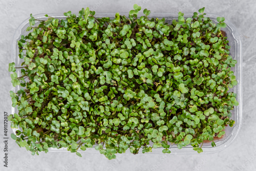 Kale sprouts growth on the soil. Organic growing micro greens. Roots of ...
