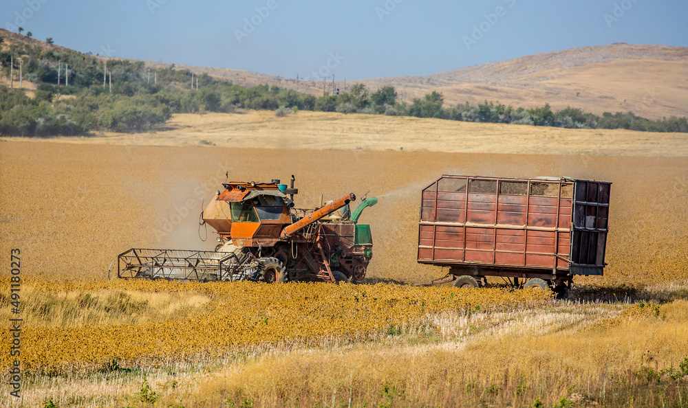 Harvesting, the harvester machine is harvesting, plowing the land ...
