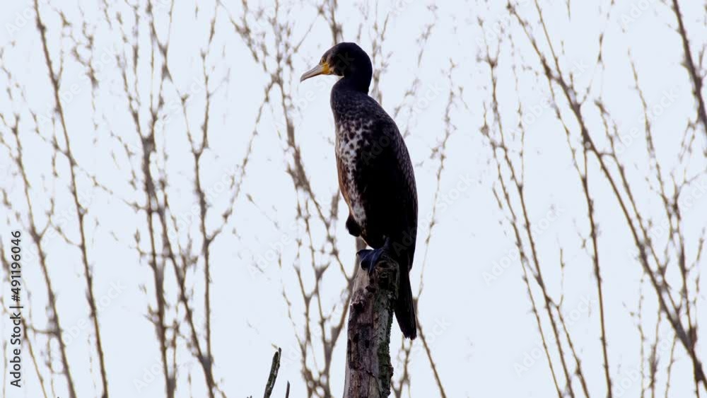 Phalacrocorax lucidus, white-breasted cormorant, massive black bird ...