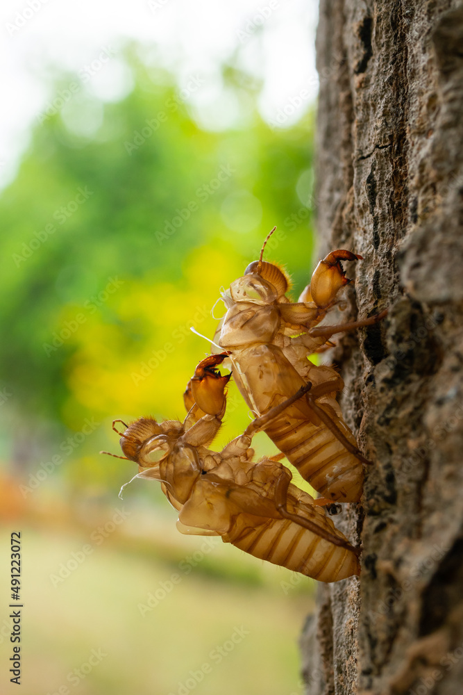Beautiful nature scene macro cicadas molting.Two Cicada insect stick on ...