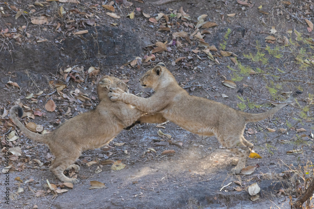 Asiatic lion cub fighting. Click at Gir National Park junagadh India ...