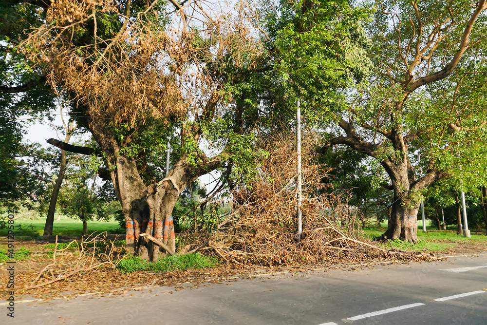 Super cyclone Amphan uprooted tree which fell and blocked pavement. The ...