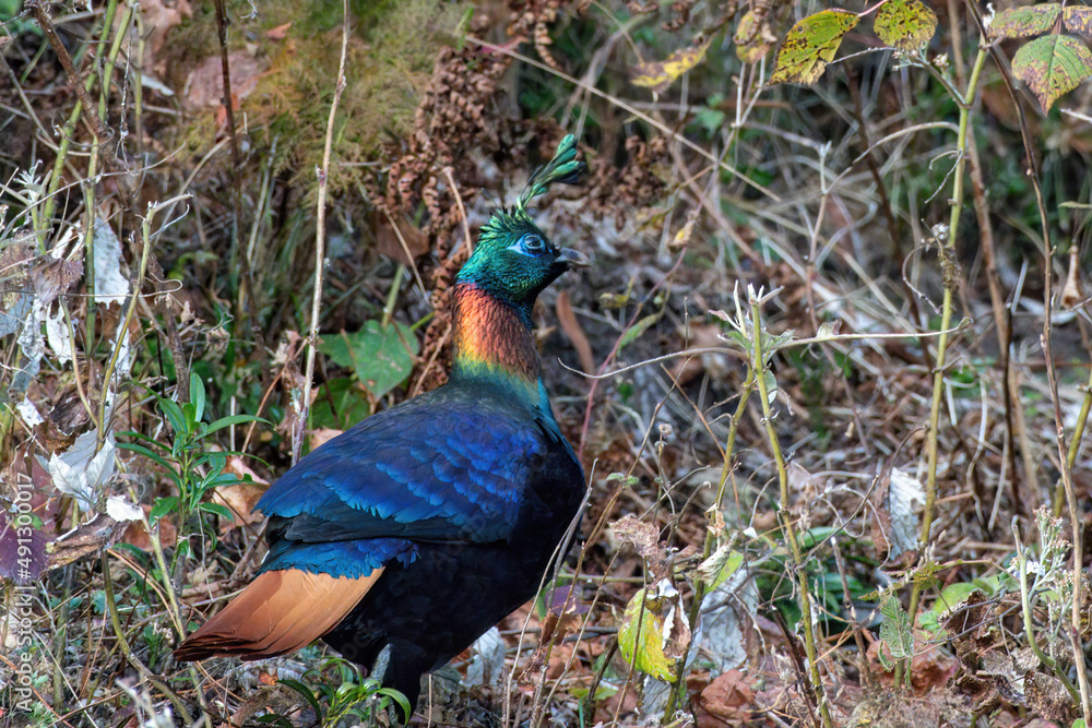 Foto de Himalayan Monal, the state bird of Uttarakhand and the national ...