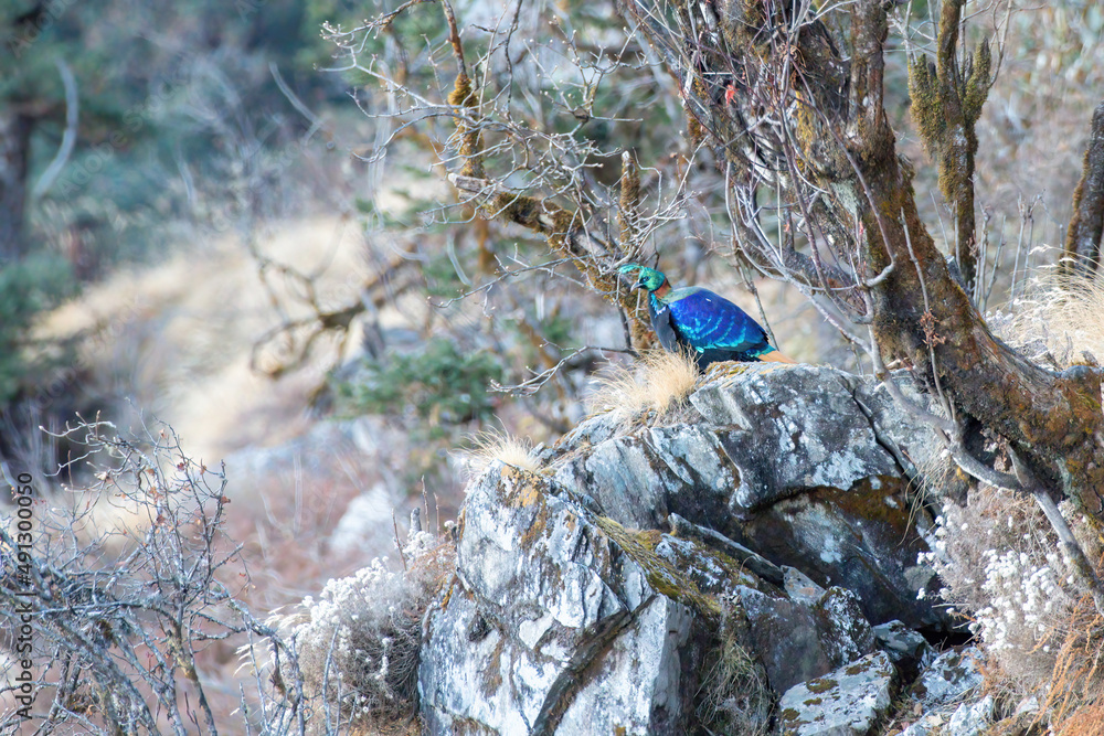 Himalayan Monal, the state bird of Uttarakhand and the national bird of ...