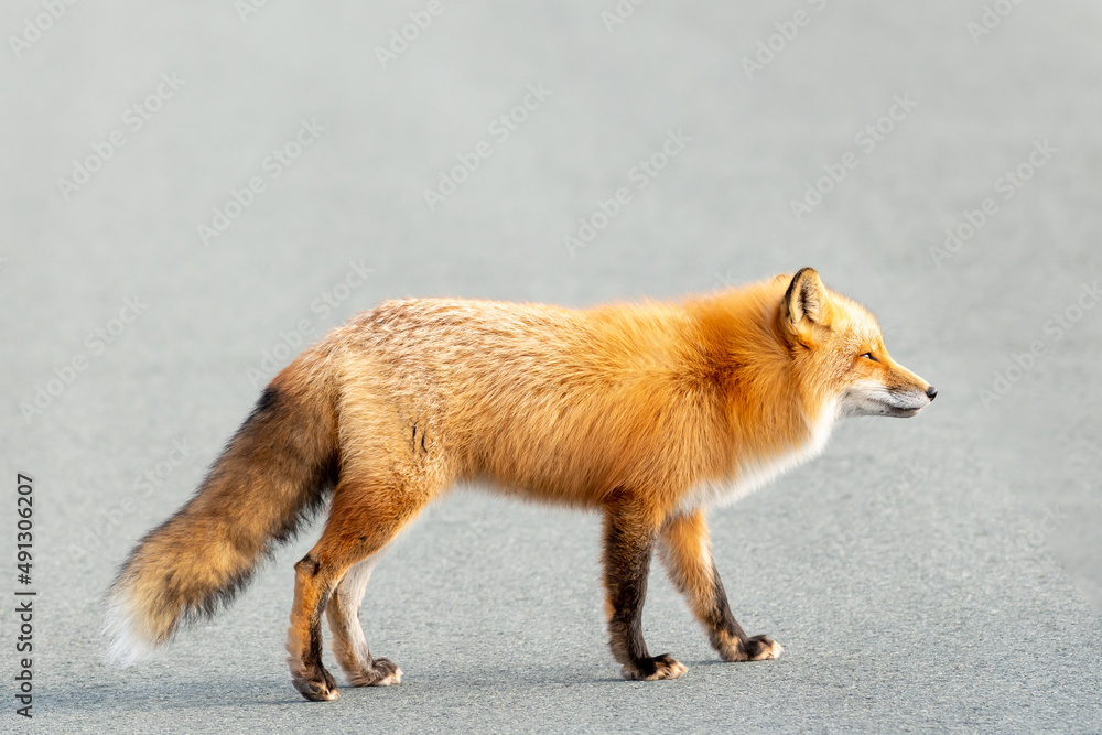 A close up of a wild young red fox with long red fur and a white fur ...